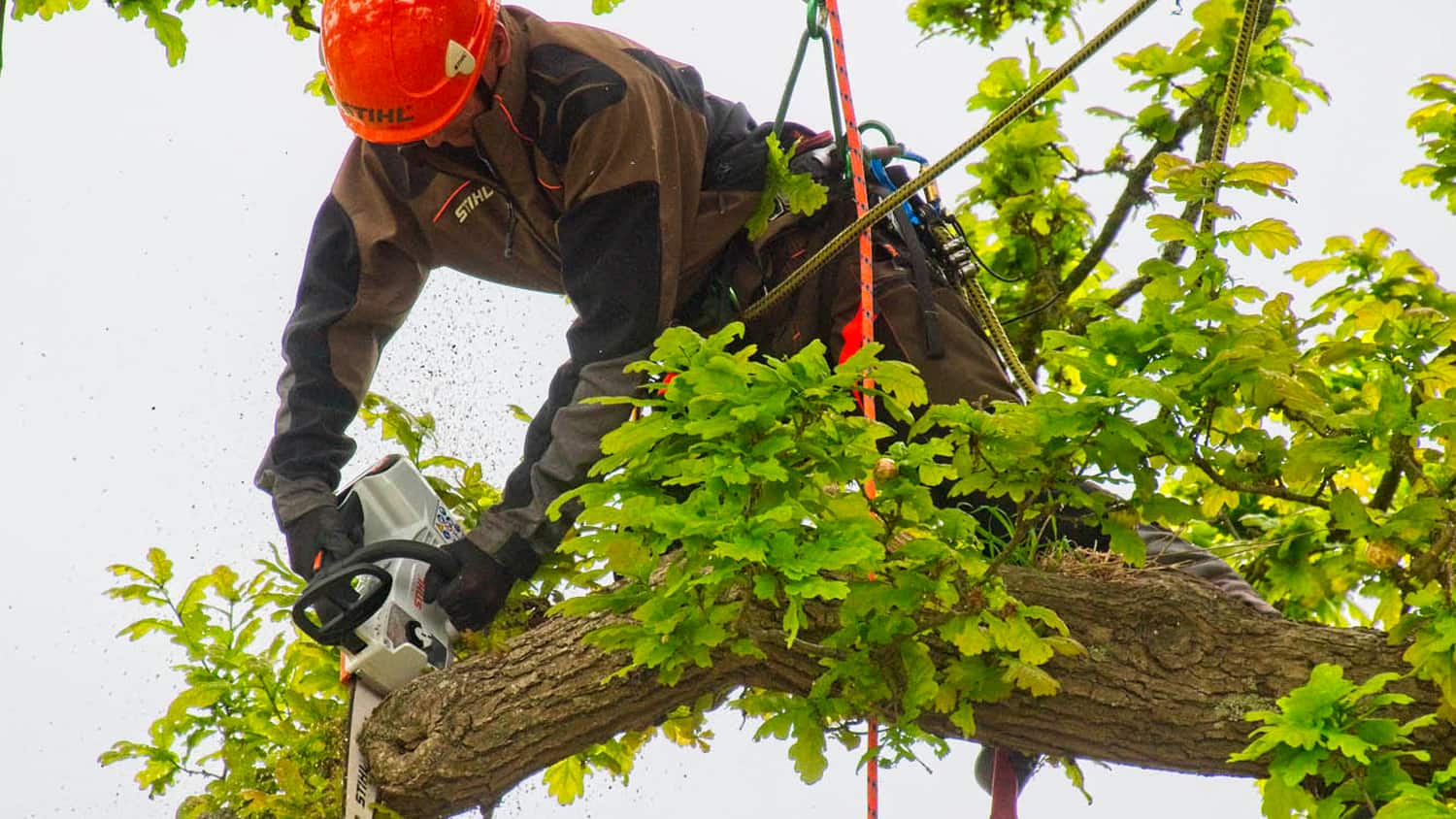 Arboricultural Association - The ARB Show at APF 2022