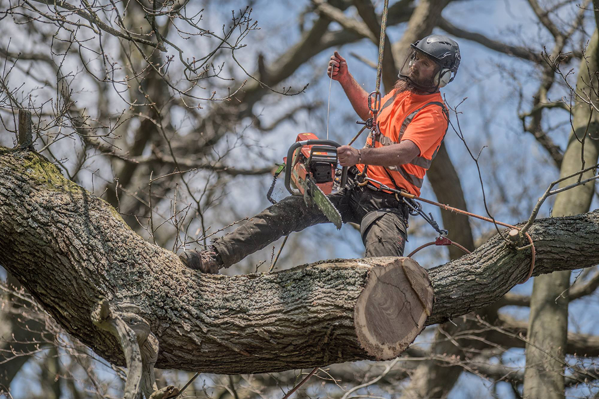 Arboricultural Association - ARB at Work Photo Contest 2019 Finalists
