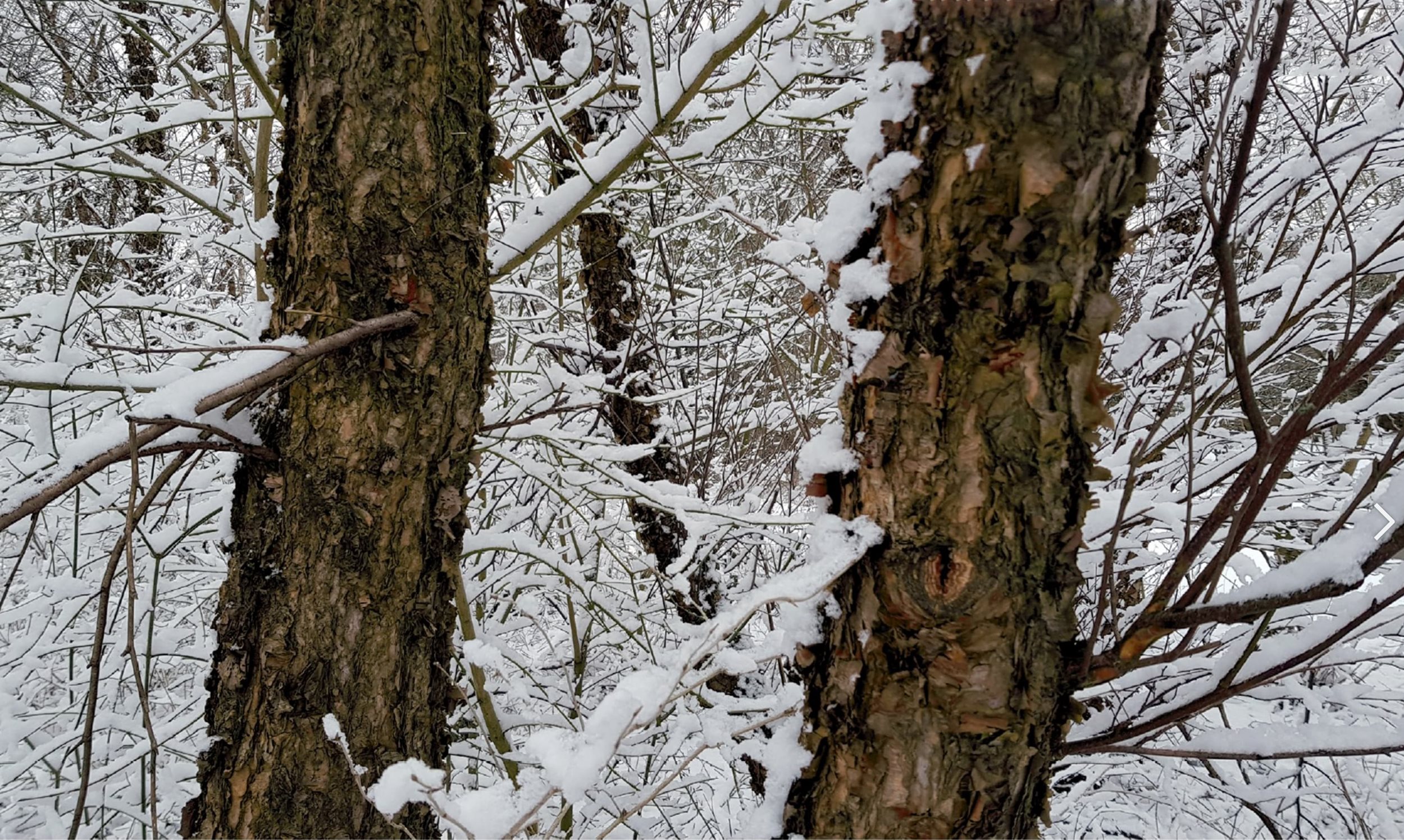 Arboricultural Association - The Plantsman’s Choice – Black birch