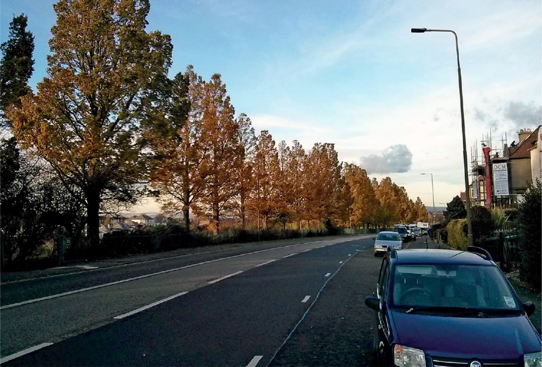 Arboricultural Association - Dutch elm disease management in Edinburgh