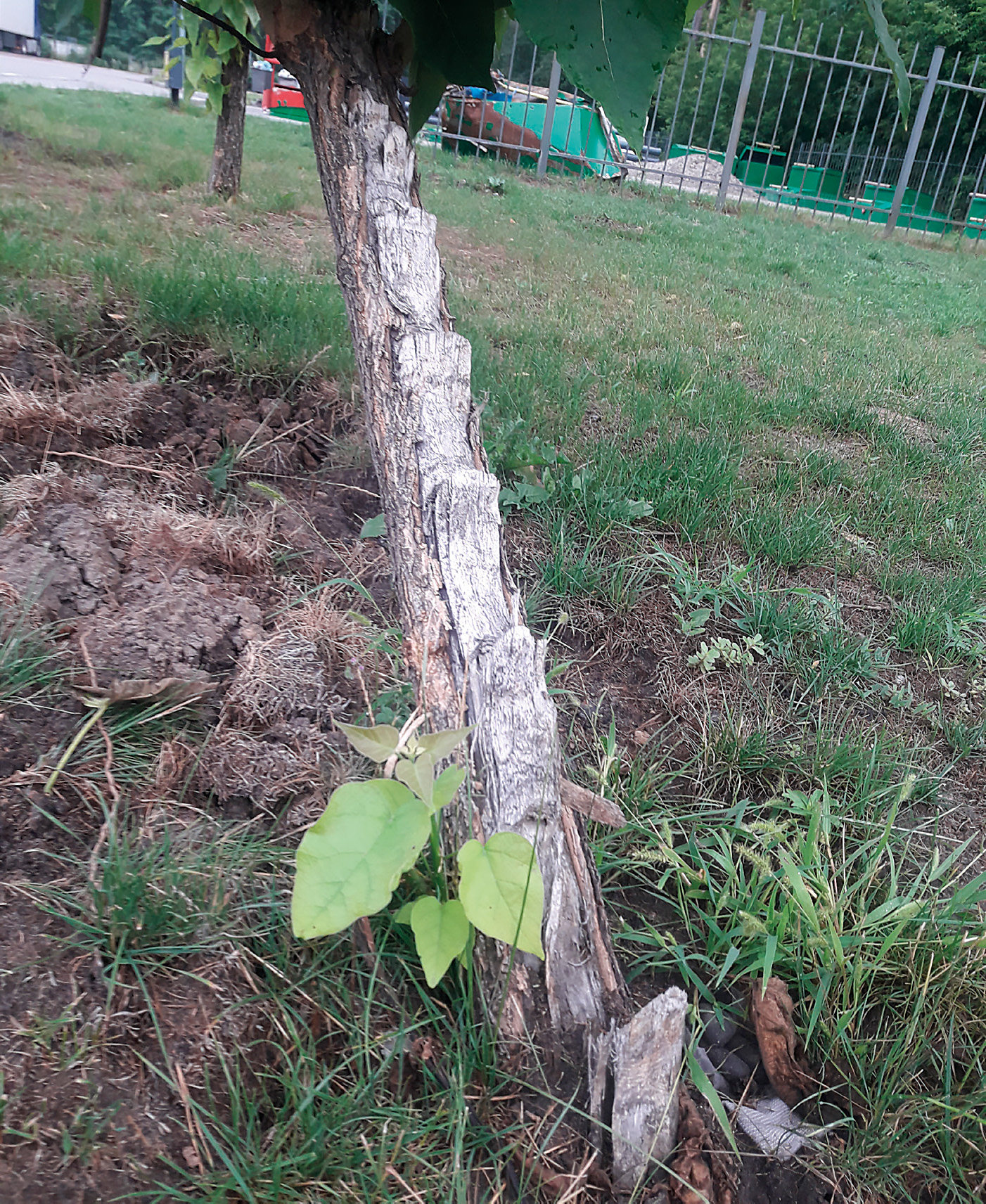 Arboricultural Association - Methods of tree and landscape restoration ...