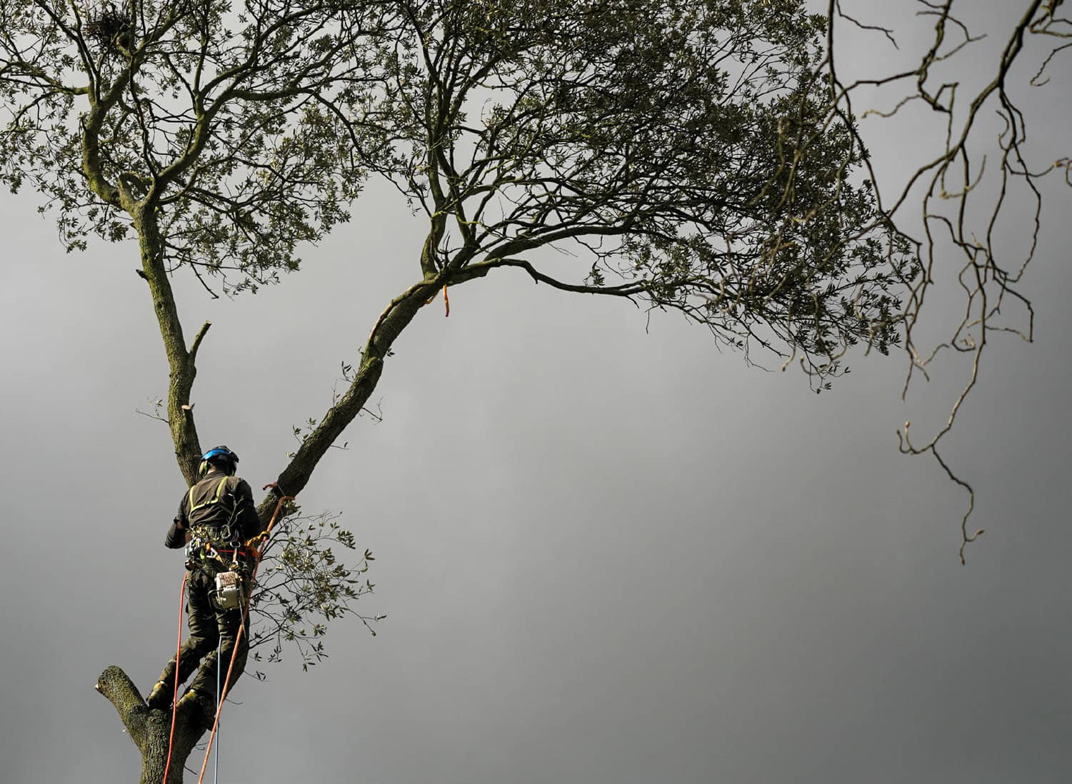 Arboricultural Association - Gear check