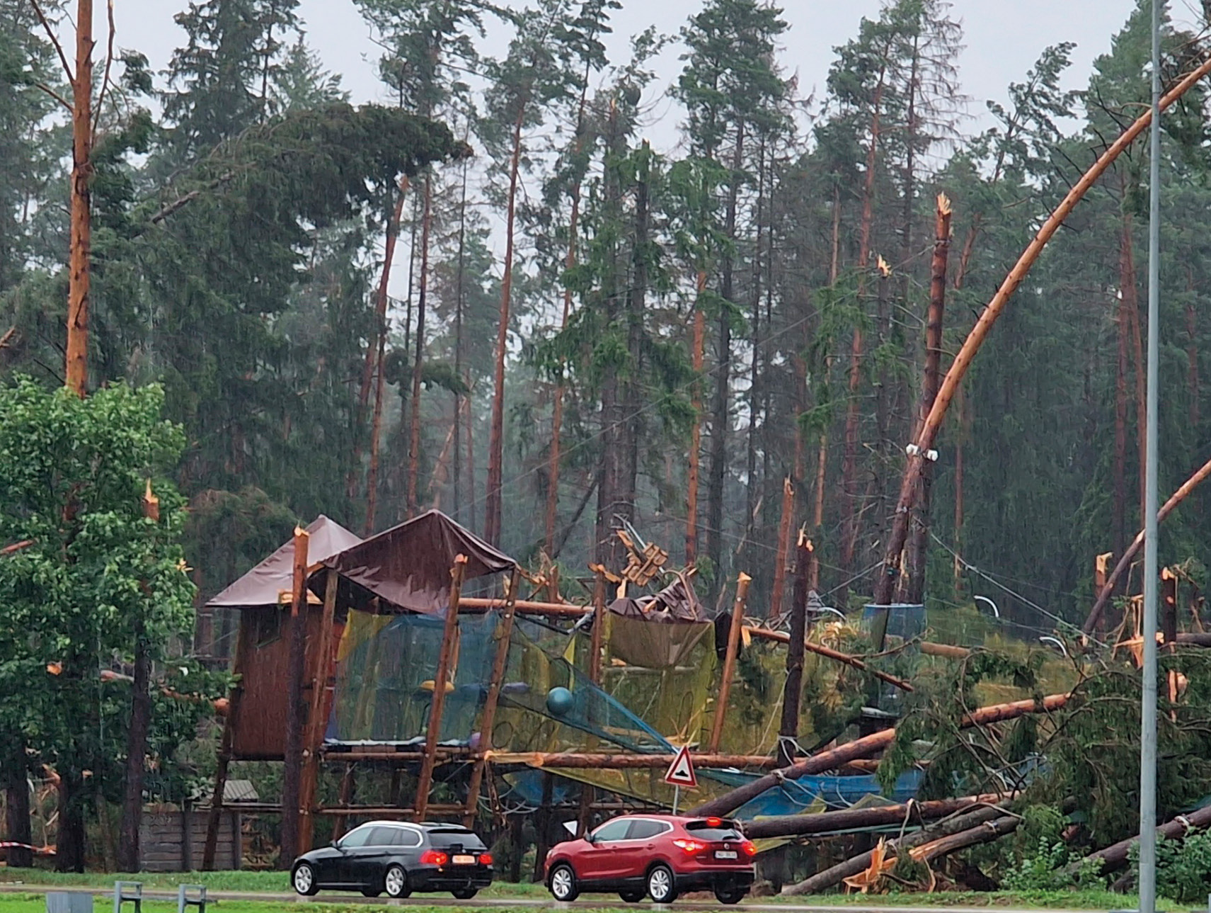 Arboricultural Association - When the sky split the forest canopy