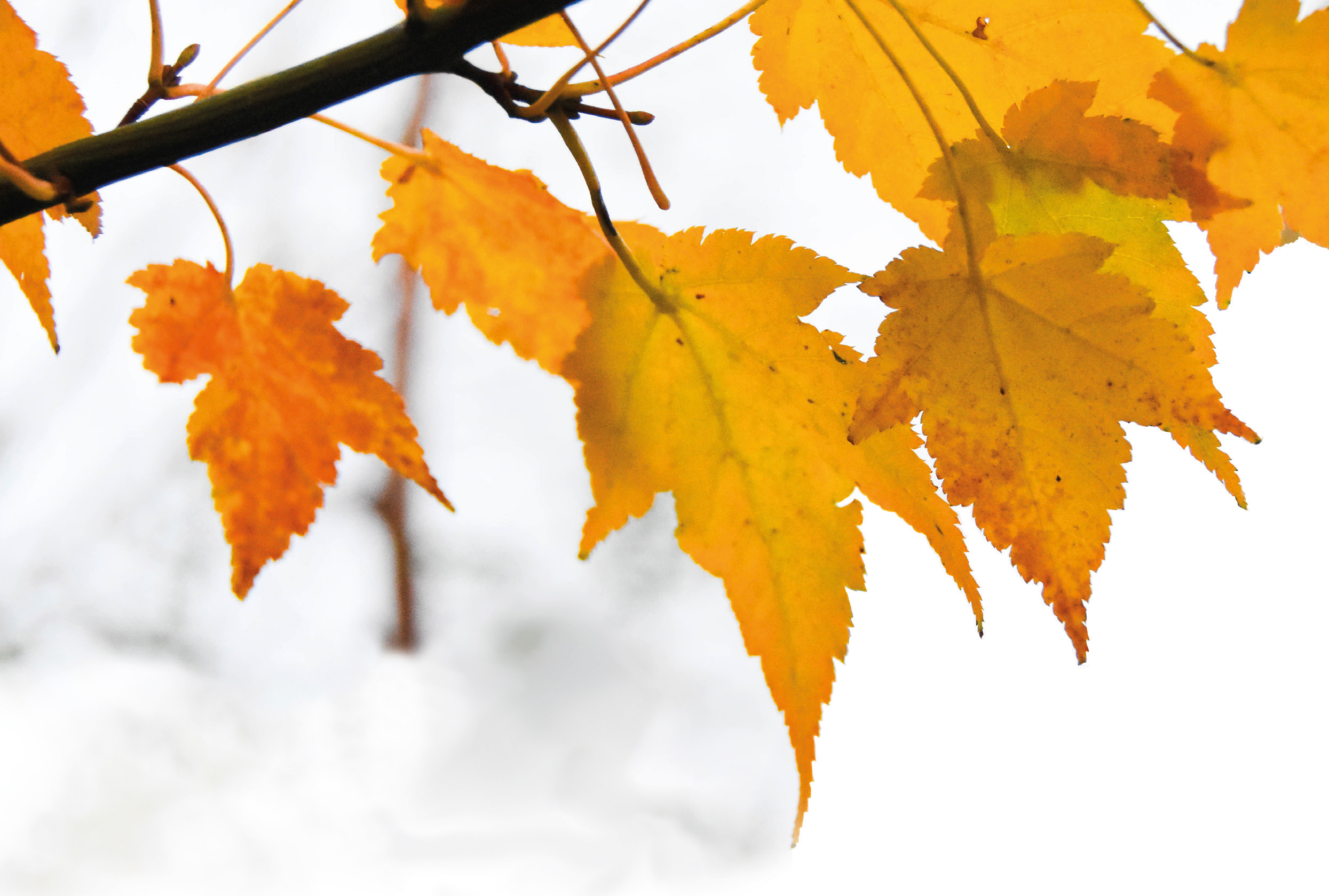 Arboricultural Association - The Plantsman’s Choice: Tschonoski’s maple