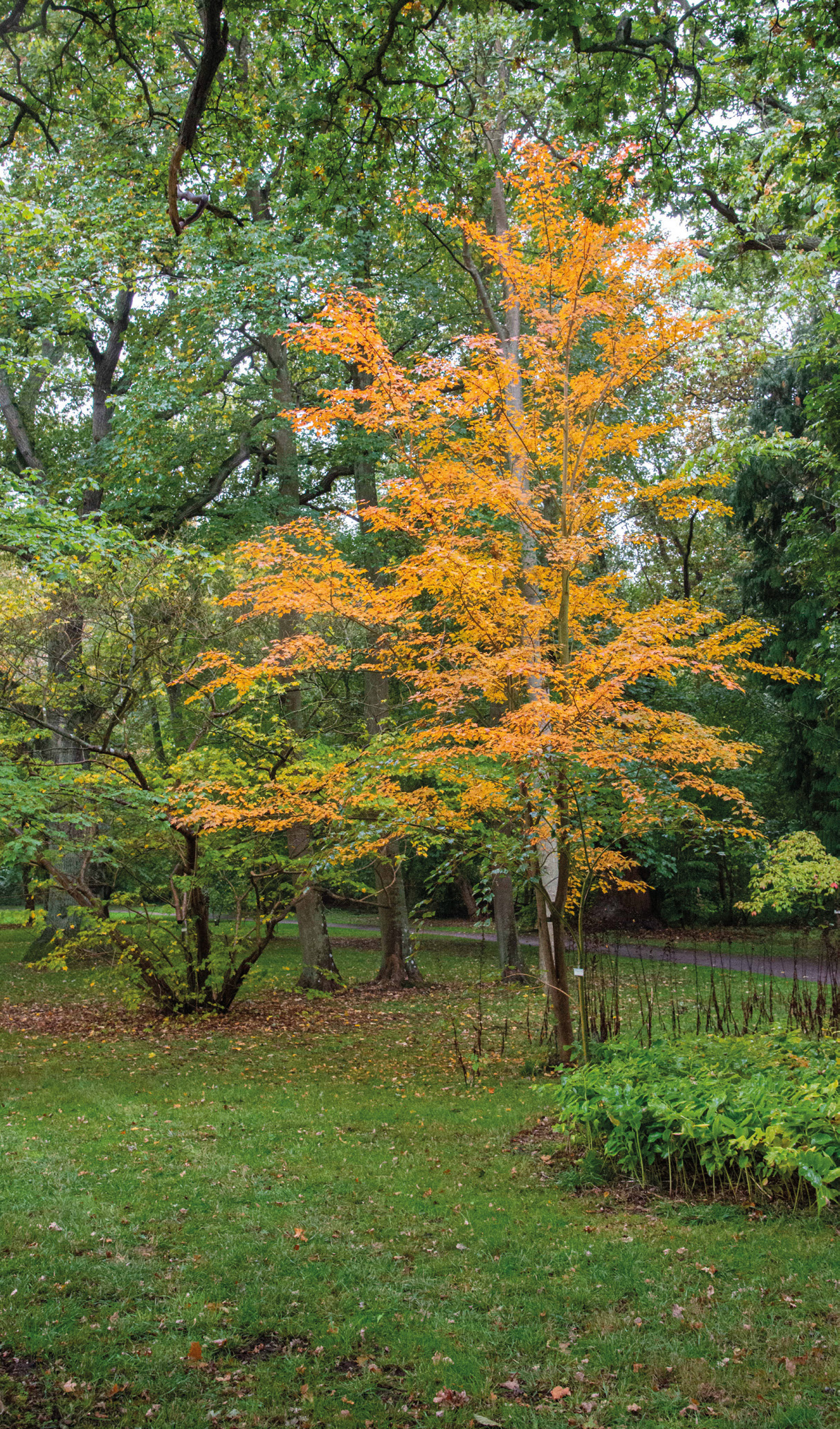 Arboricultural Association - The Plantsman’s Choice: Tschonoski’s maple