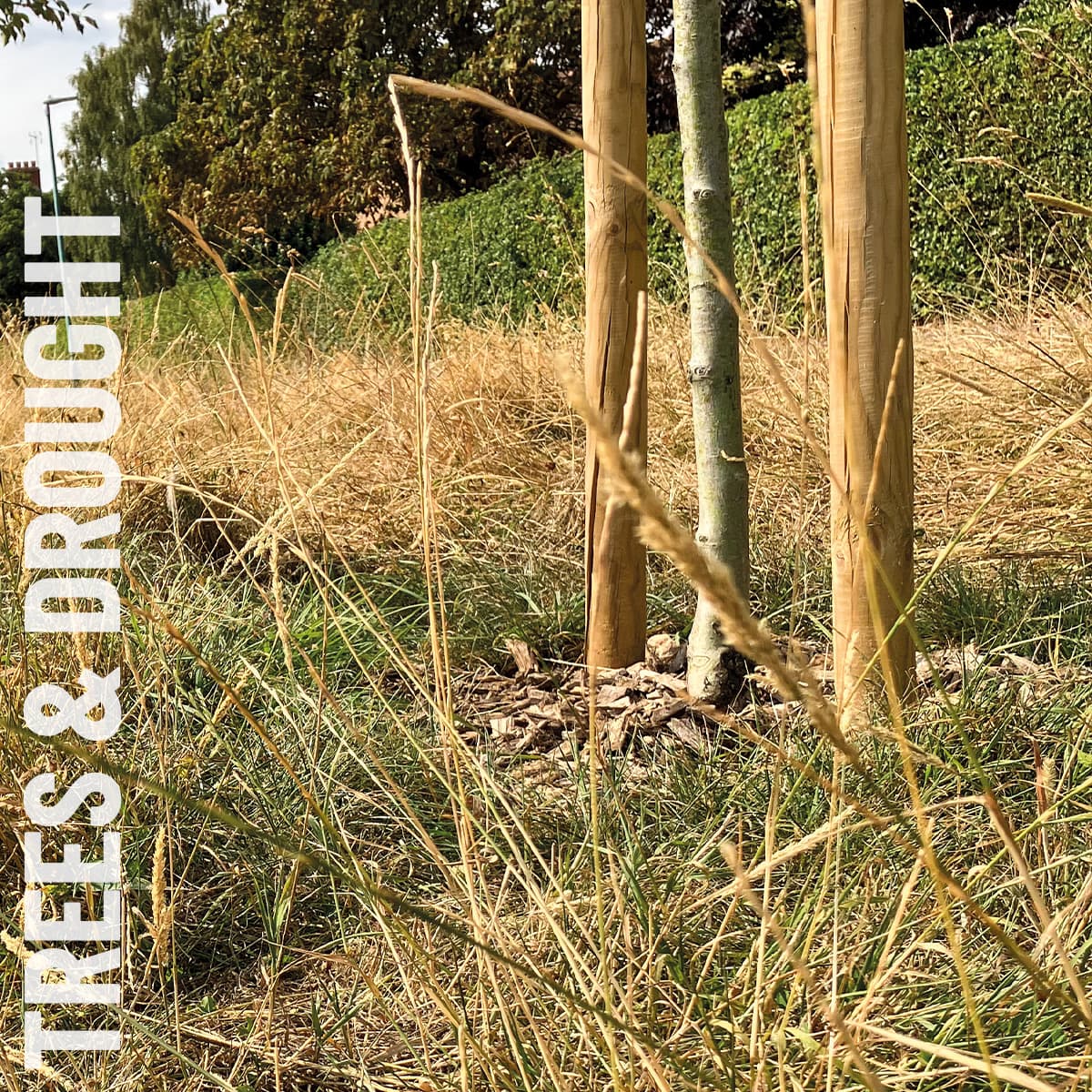 Arboricultural Association - Watering Young Trees