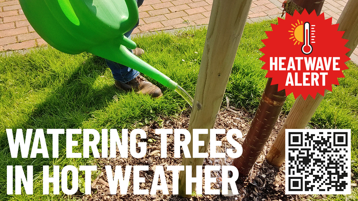 Arboricultural Association - Watering trees in hot weather