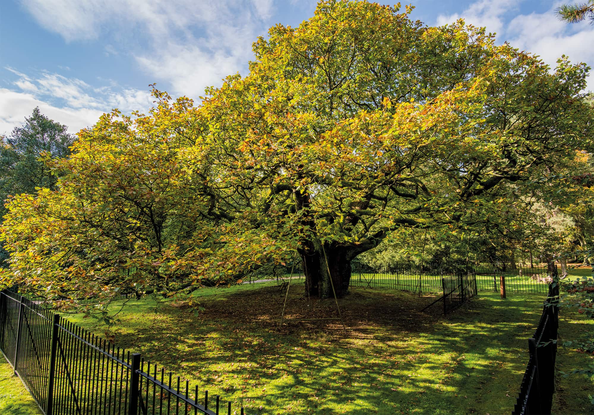 Arboricultural Association - Ted Green MBE on the virtues of open-grown ...