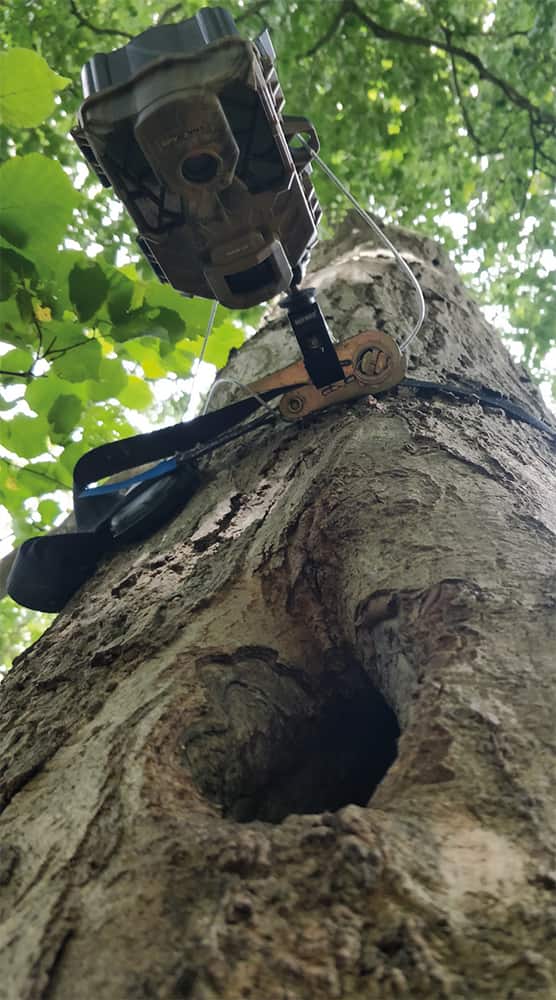 Arboricultural Association - Bats and trees research project