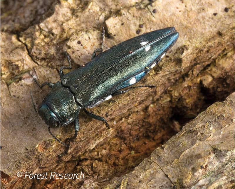 Arboricultural Association - Forest Research wins funding for research ...