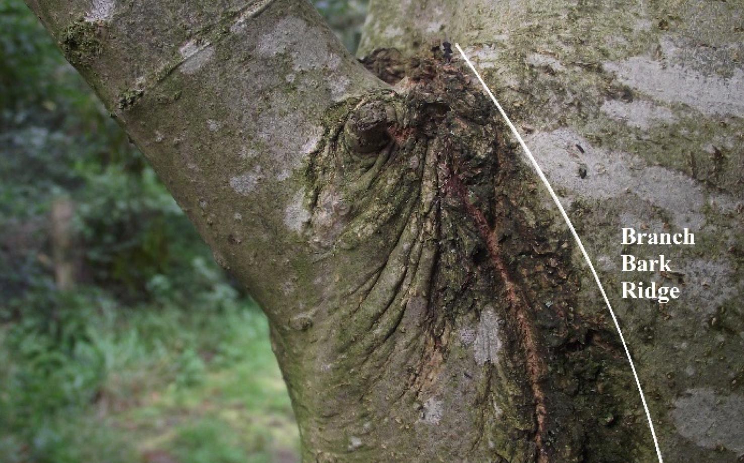 Arboricultural Association - Assessment of Tree Fork Workshops announced