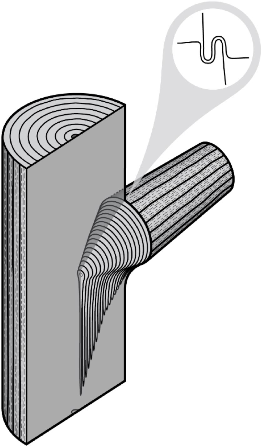 Arboricultural Association - Assessment of Tree Fork Workshops announced