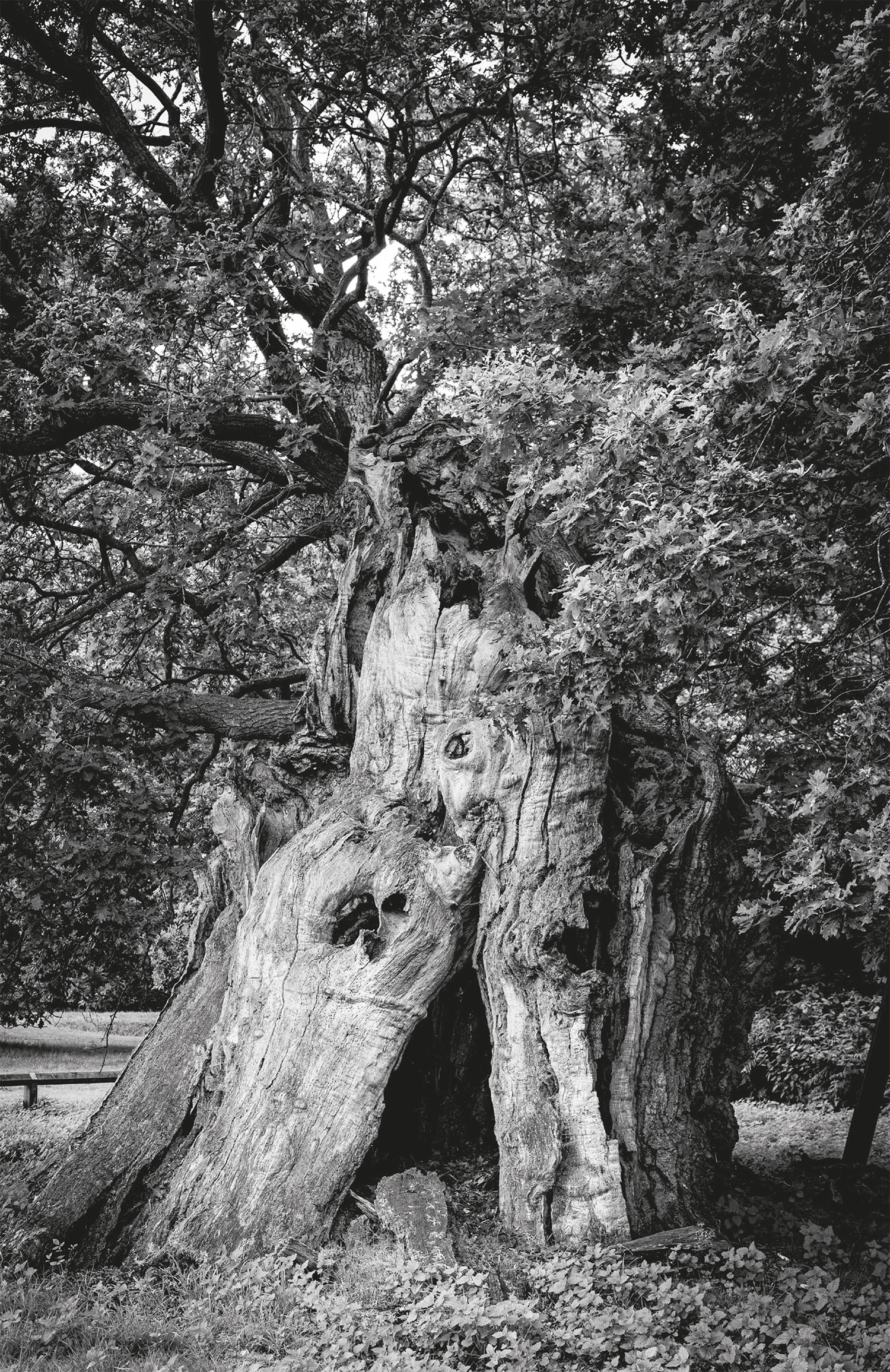 Arboricultural Association - Thinking Arbs at Windsor Great Park