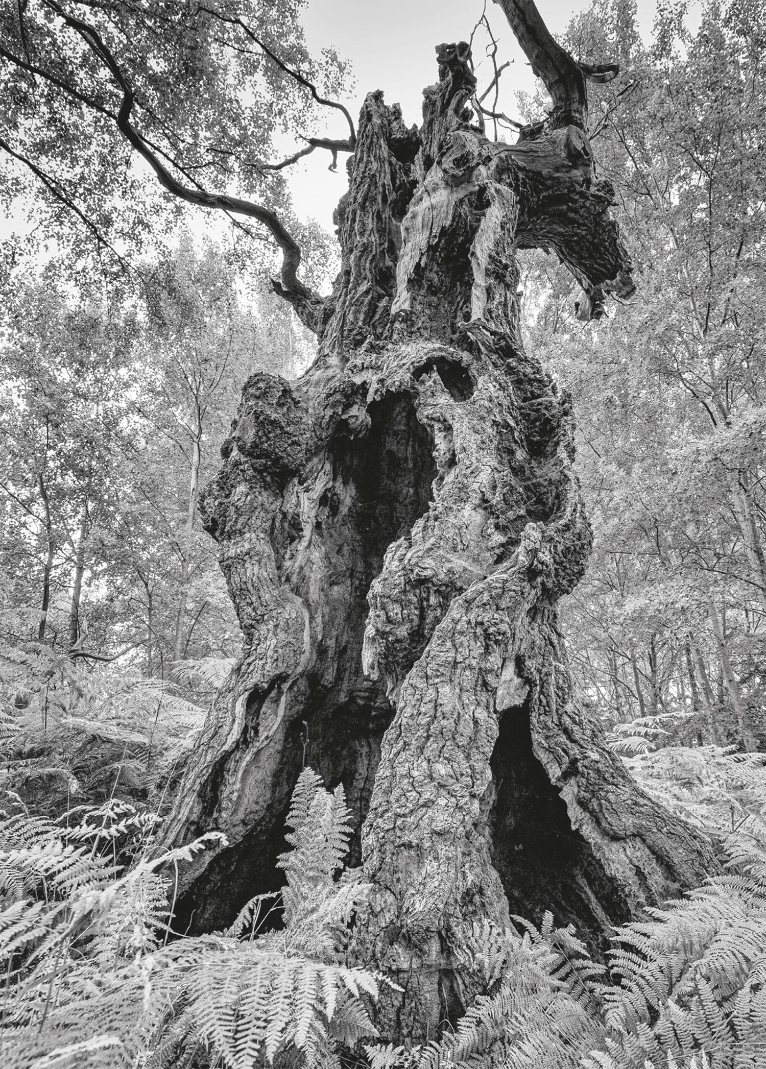 Arboricultural Association - Thinking Arbs at Windsor Great Park