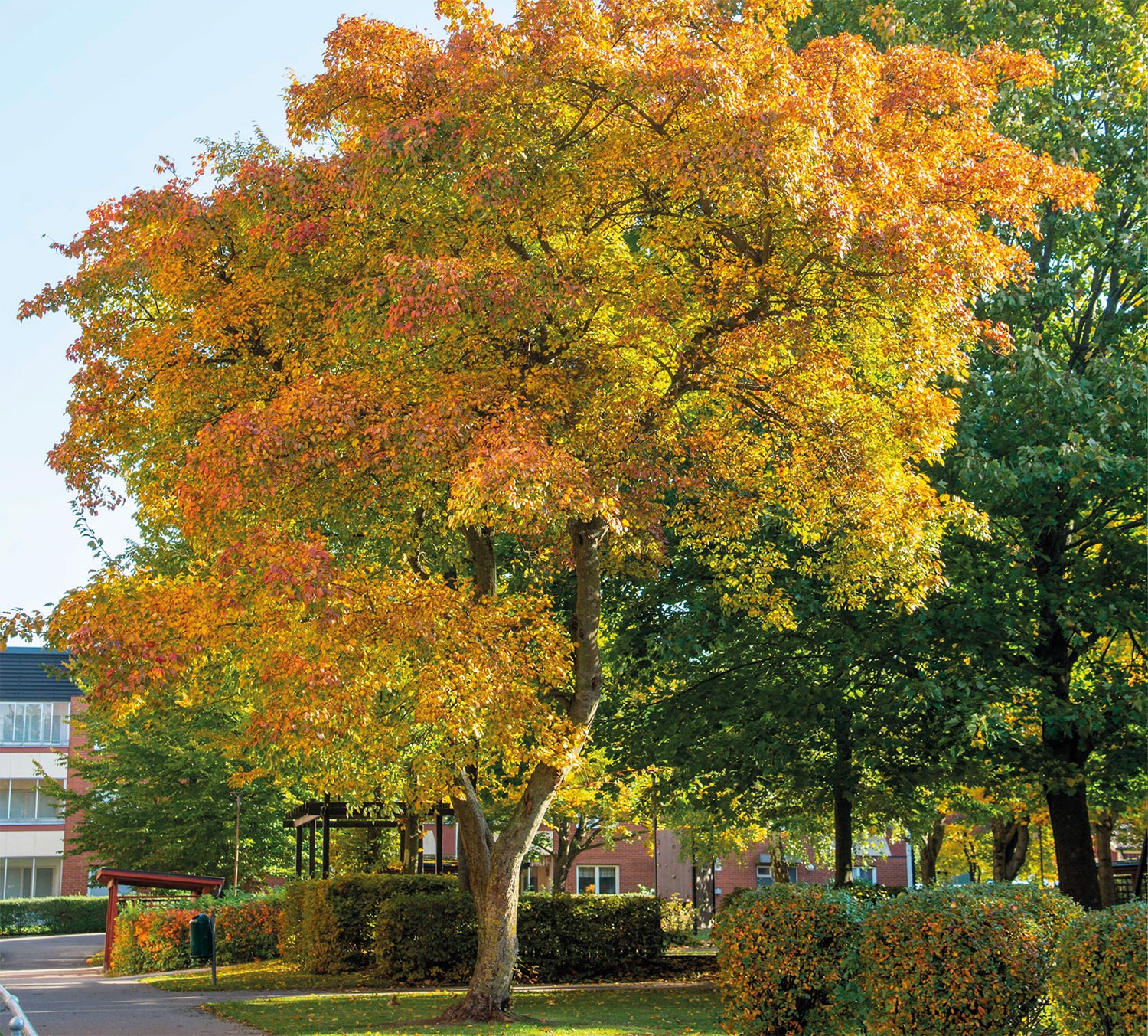 Arboricultural Association - The Plantsman’s Choice: Tatarian maple