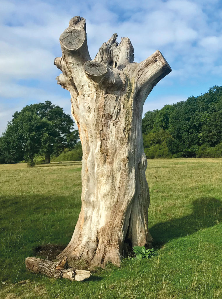 Arboricultural Association - Thoughts about retrenchement pruning