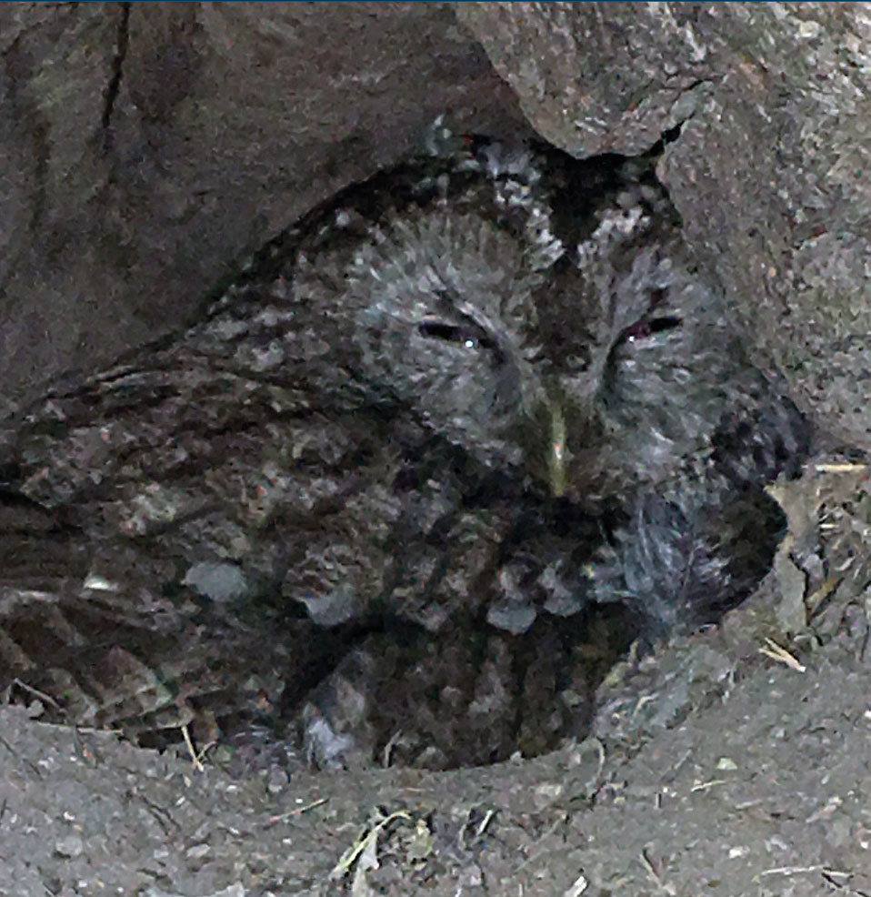 Arboricultural Association - Thoughts about retrenchement pruning