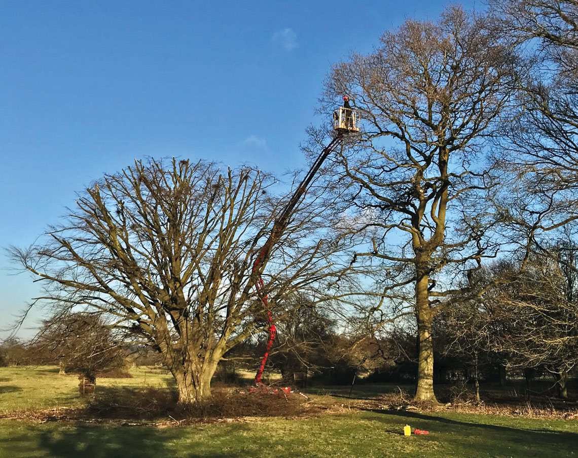 Arboricultural Association - Thoughts about retrenchement pruning