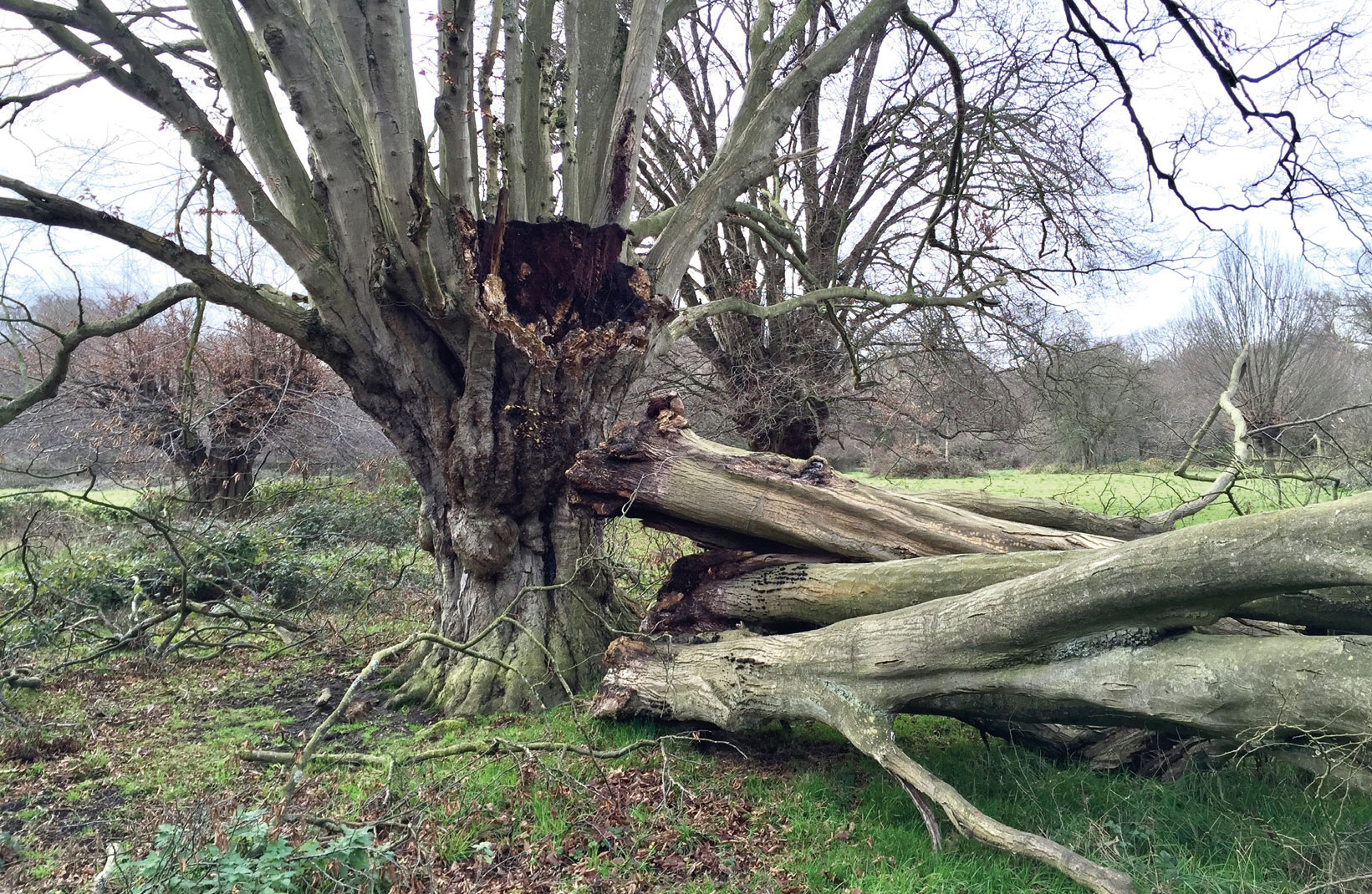 Arboricultural Association - Thoughts about retrenchement pruning