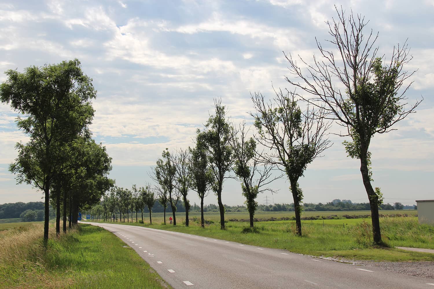 Arboricultural Association - Netherlands Study Tour 2026