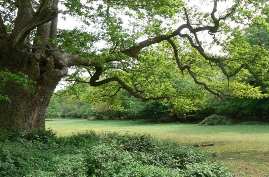 Arboricultural Association - European Wood Pastures: Past, Present and ...