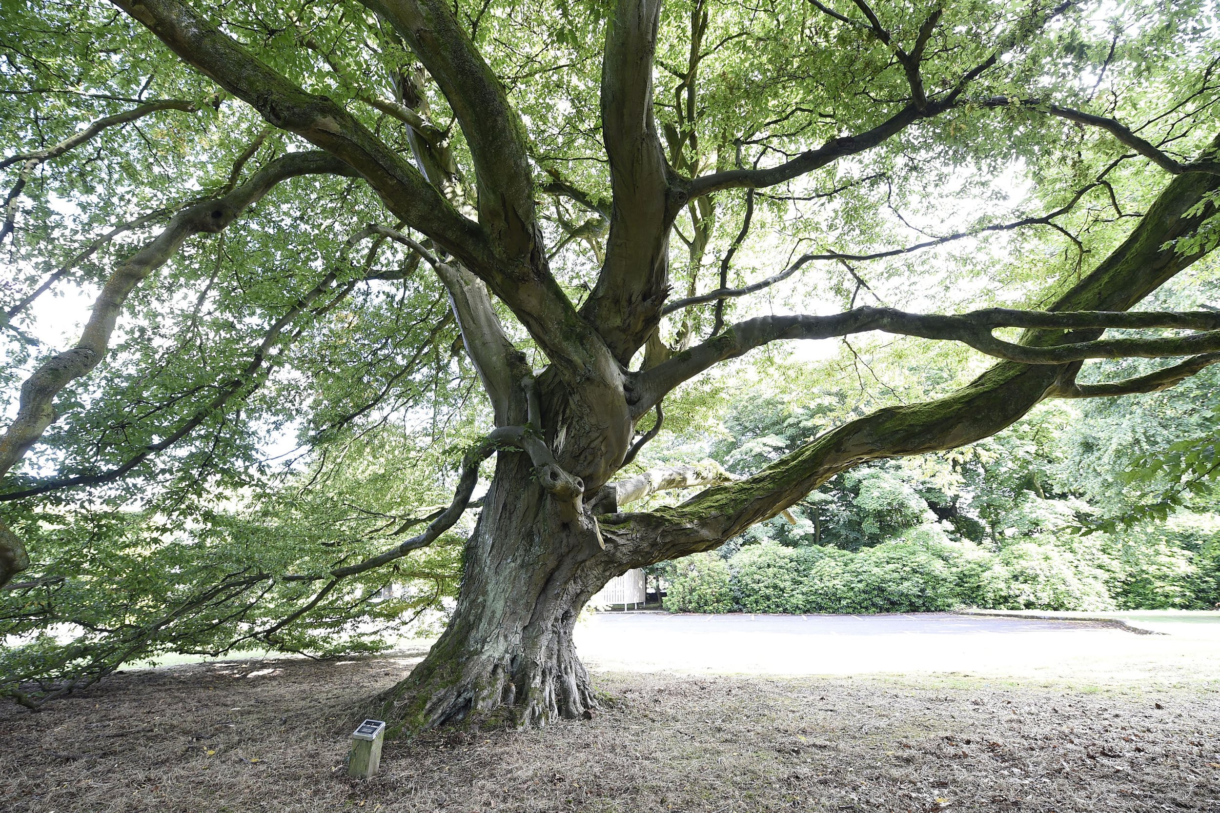 Arboricultural Association - The hunt for 2018’s Tree of the Year is on