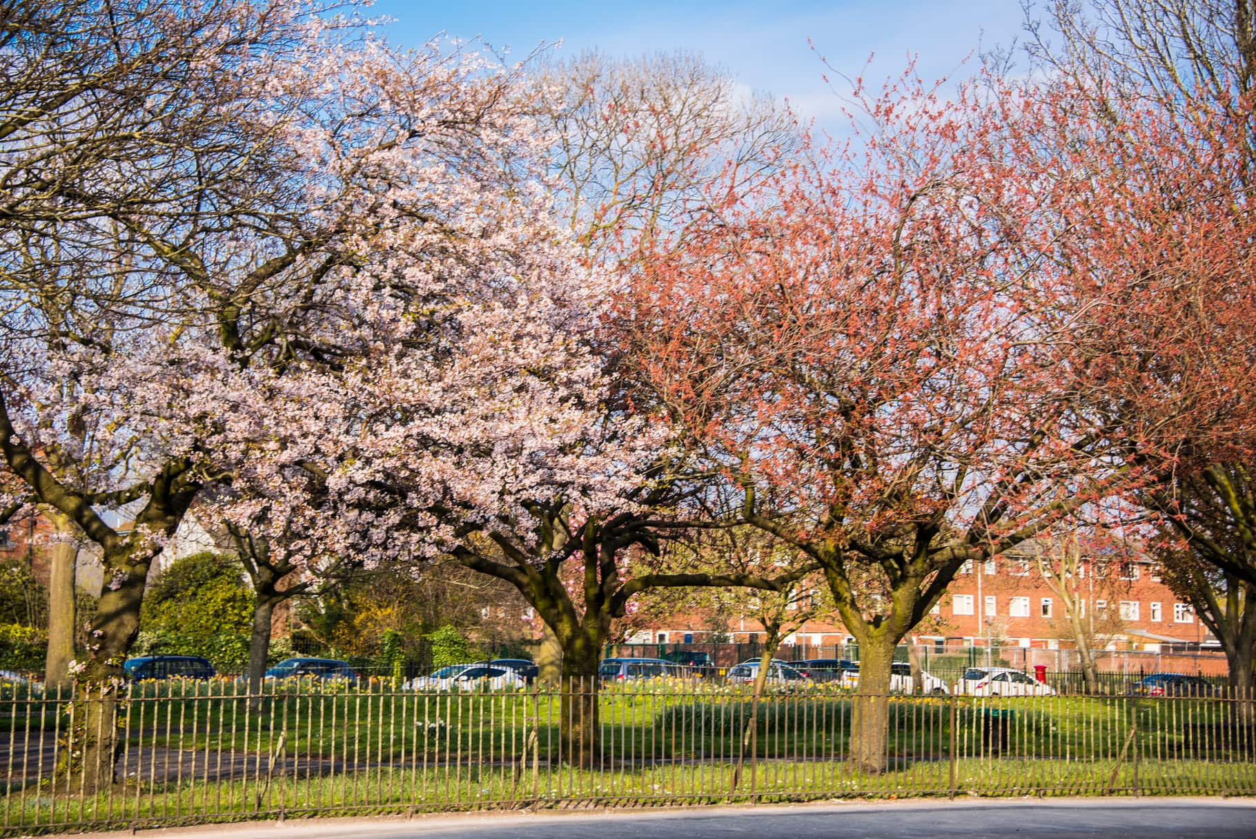 Arboricultural Association - Tens of thousands of city trees to be ...
