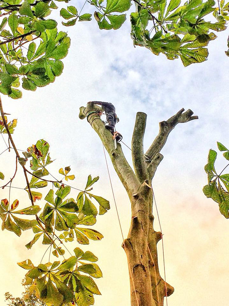 Arboricultural Association - ARB at Work Photo Contest 2018 Finalists
