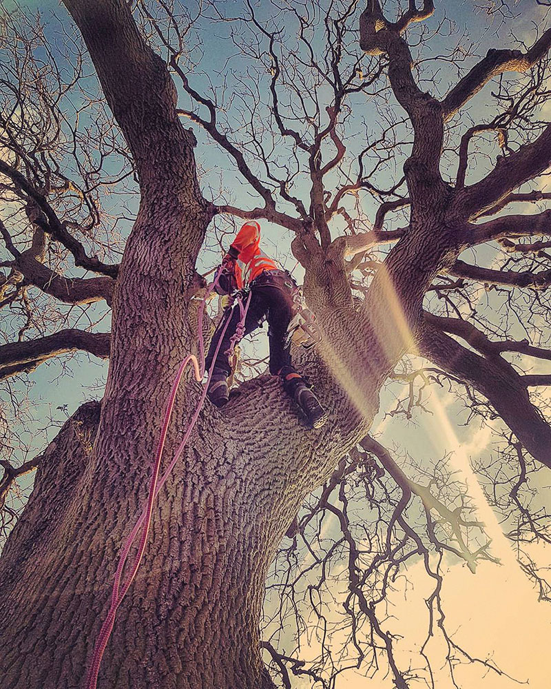 Arboricultural Association - ARB at Work Photo Contest 2018 Finalists