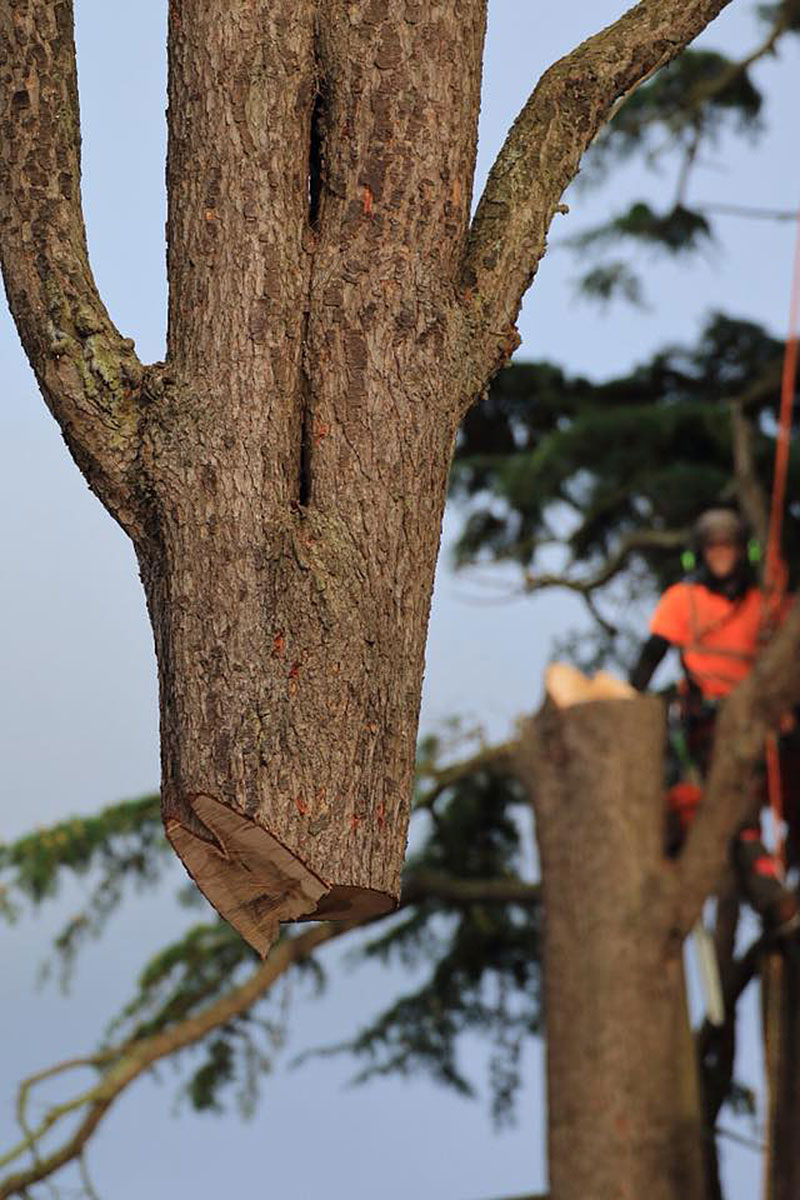 Arboricultural Association - ARB at Work Photo Contest 2018 Finalists