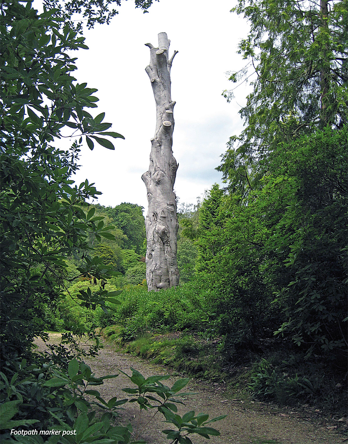 Arboricultural Association - Dead standing trees – to keep or not to keep?
