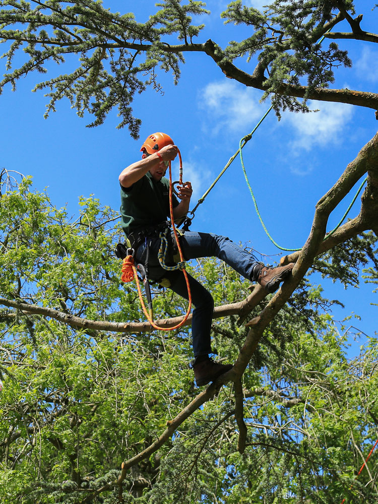 Arboricultural Association - The ARB Show