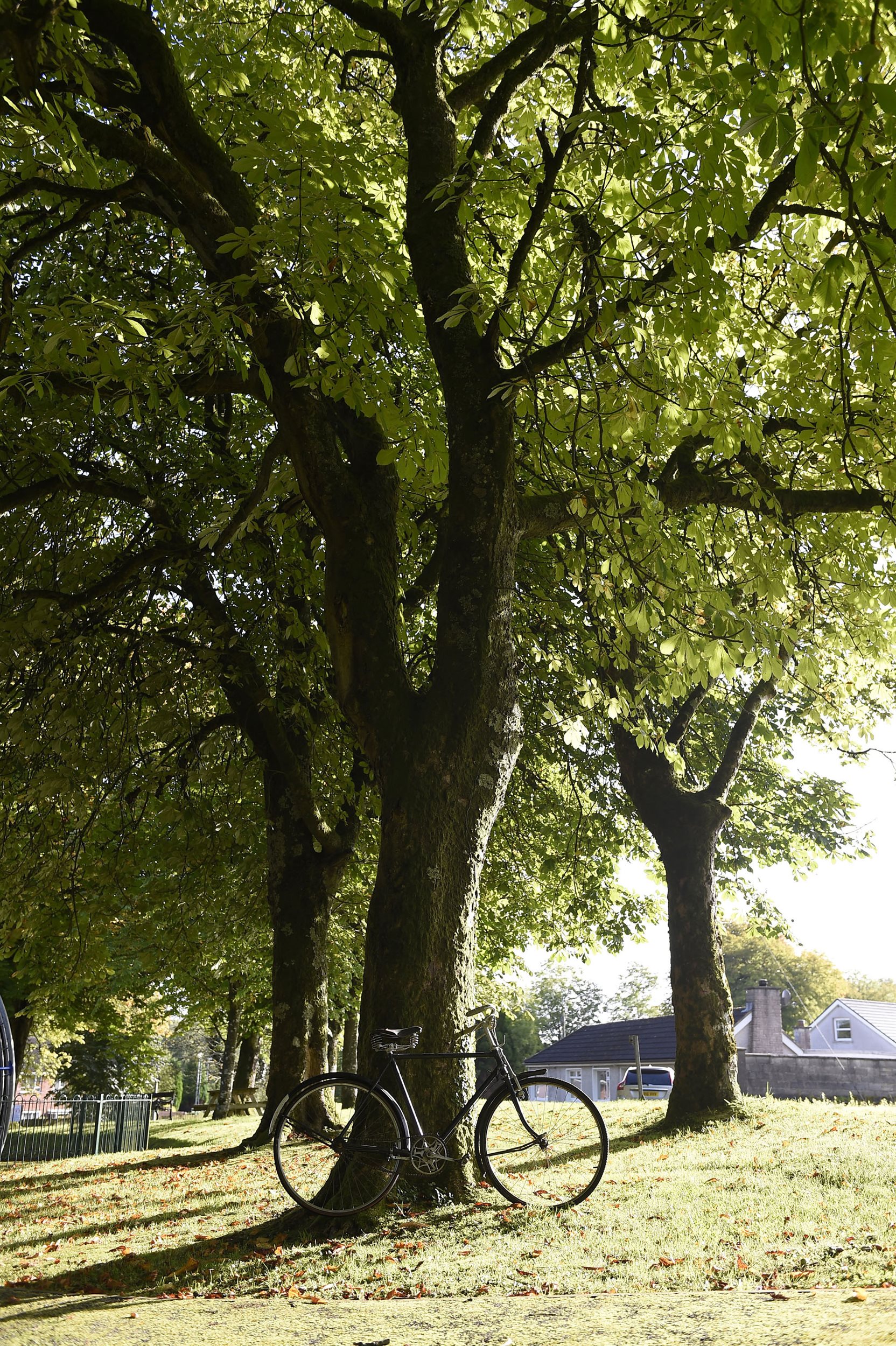 Arboricultural Association - The hunt for 2018’s Tree of the Year is on
